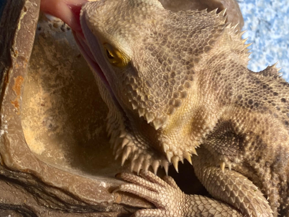 Large Dubia Roaches For Sale | Dubia.com