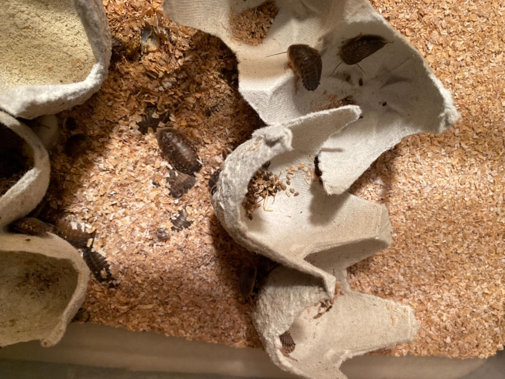 Large Dubia Roaches for Sale Online | DubiaRoaches.com