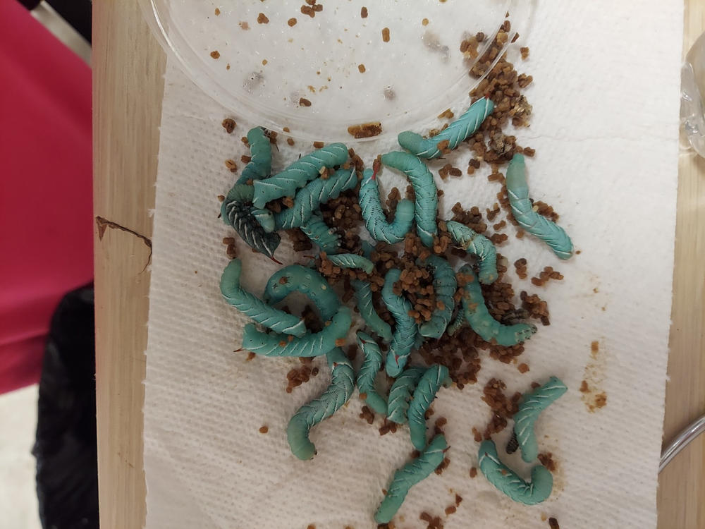 Large Dubia Roaches For Sale | Dubia.com