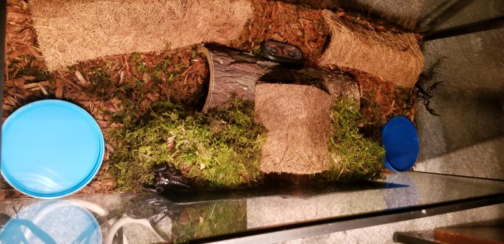 Large Dubia Roaches for Sale Online | DubiaRoaches.com