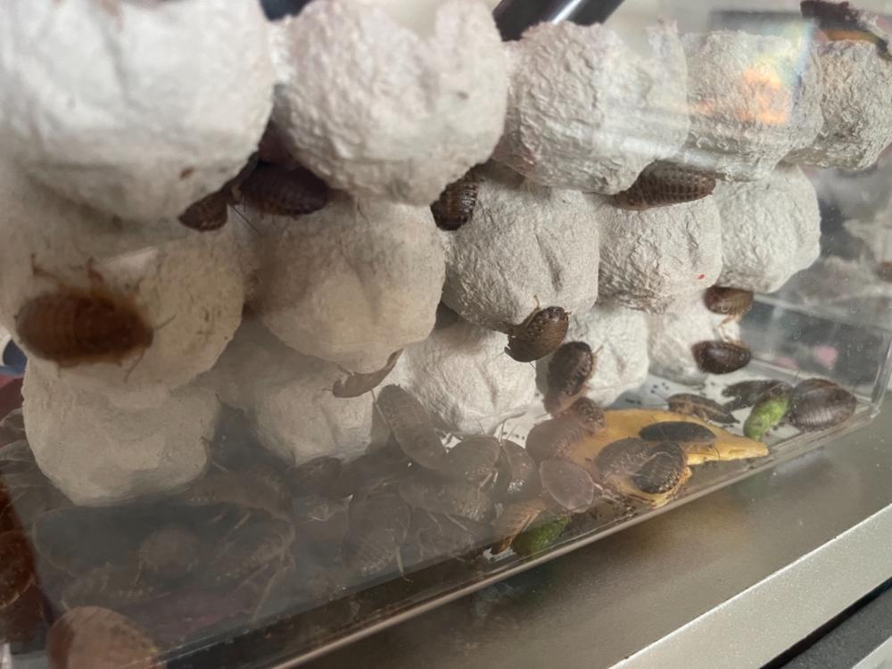 Large Dubia Roaches for Sale Online | DubiaRoaches.com