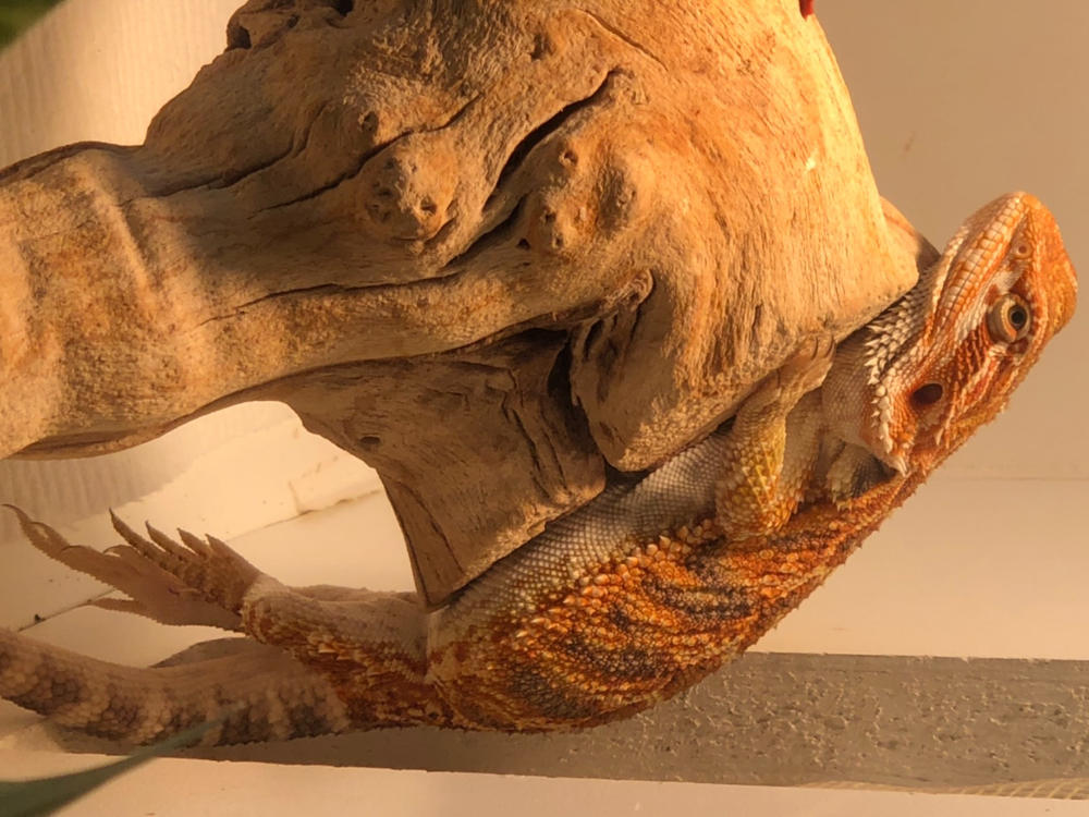 Small Dubia Roach Nymphs for Sale | DubiaRoaches.com