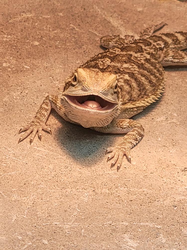 Small Dubia Roaches For Sale | Dubia.com