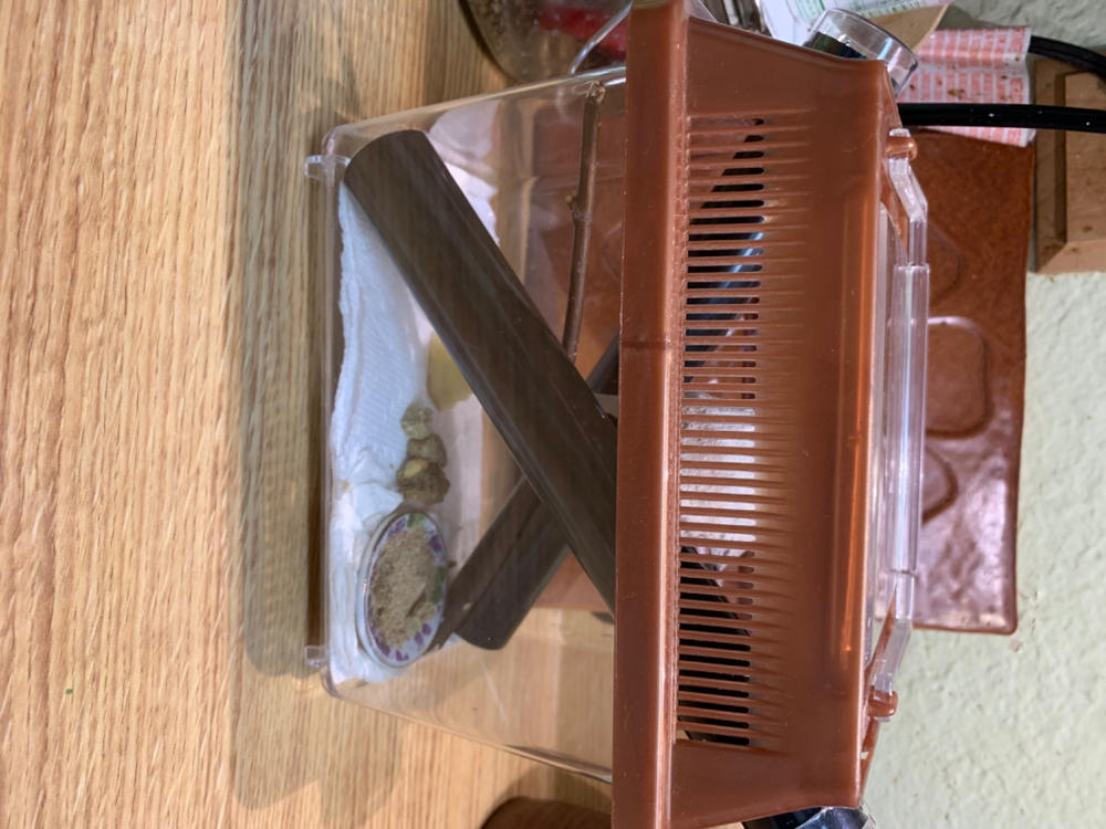 Extra Small Dubia Roaches » DubiaRoaches.com