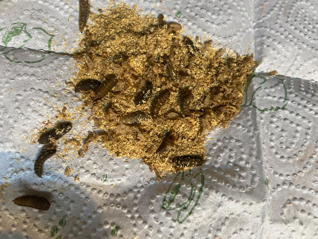 Large Black Soldier Fly Larvae » DubiaRoaches.com