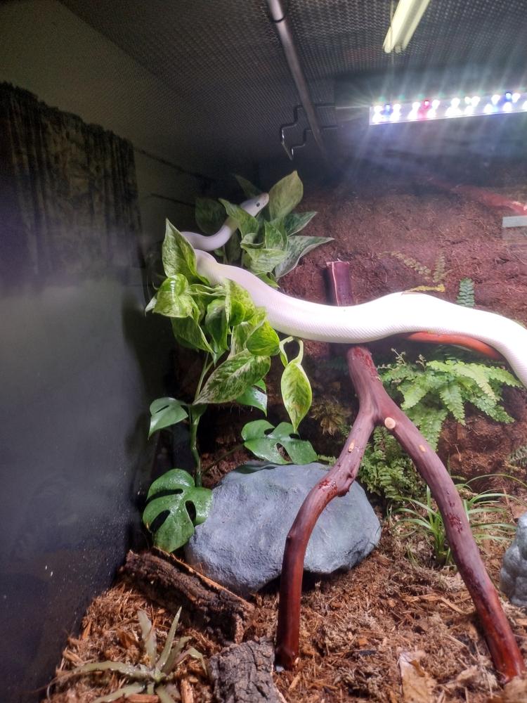 Reptile Habitats 4x2x2 (120 Gallon) PVC Bearded Dragon Enclosure ...