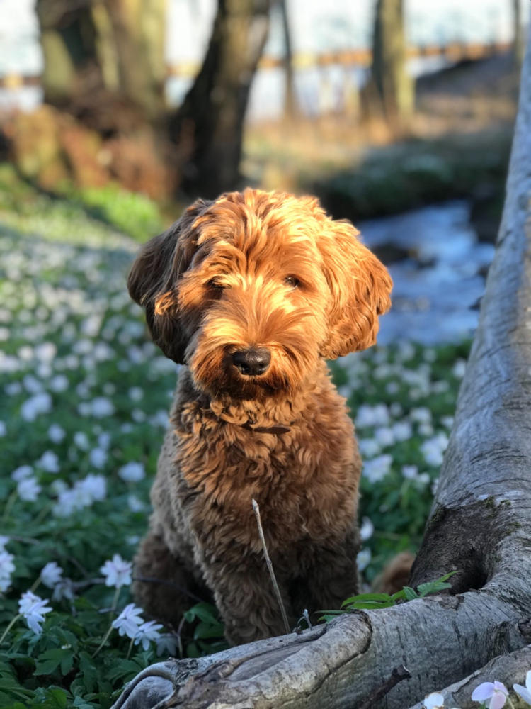 Nutrolin® SKIN & COAT – kosttillskott för hundens hud och päls