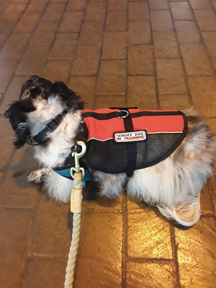 Service Dog Vest and ID Package – USA Service Animal Registration