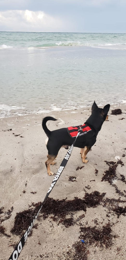 Service Dog Vest and ID Package – USA Service Animal Registration