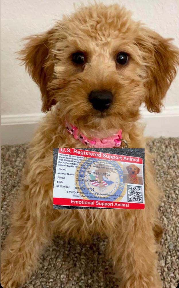 emotional-support-animal-id-card-usa-service-animal-registration