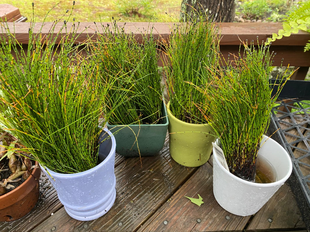 Equisetum Scirpoides - Dwarf Horsetail (Bare Root) – Play It Koi