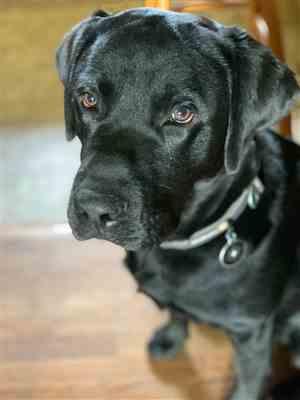 Knot-a-Leash™ | Rope Dog Leash with Strong Locking Carabiner | Ruffwear