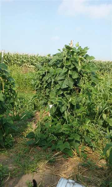 Monte Gusto Pole Bean (58 Days) Phaseolus vulgaris
