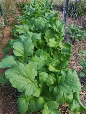 Topper Turnip (35 Days)