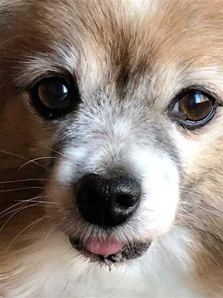 Natural Dog Food Samples - Happy Dog Food