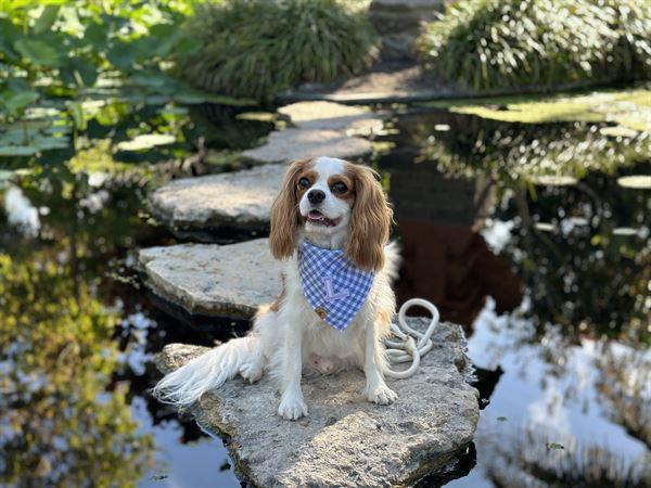 & Mutts Co. – Opening Soon