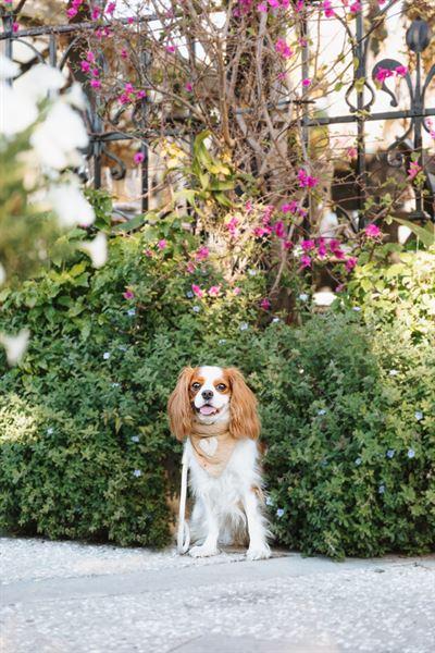 & Mutts Co. – Opening Soon