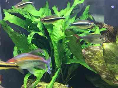 Java Fern Thor's Hammer – Your Fish Stuff