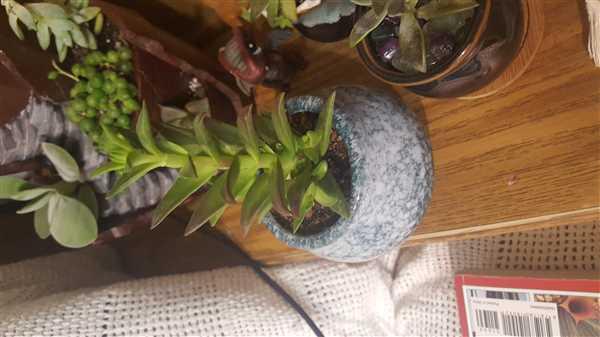 Crassula Red Pagoda Shark Tooth Succulent Plant with Care Guide ...