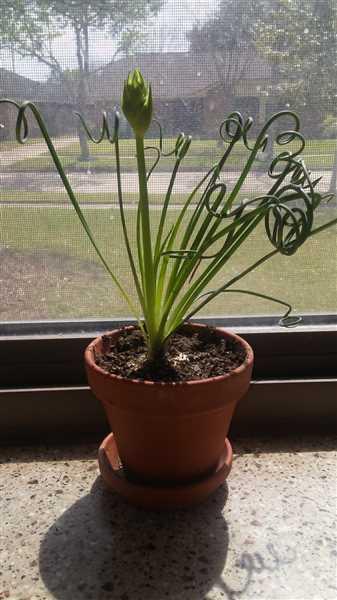 Frizzle Sizzle Albuca Spiralis Rare Succulents For Sale - Succulents Box