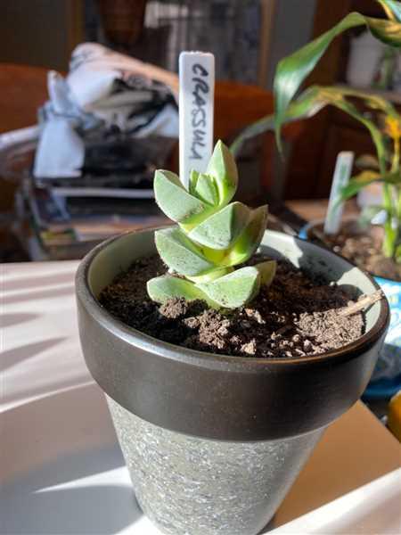 Crassula Moonglow Succulent for Sale | Succulent Care - Succulents Box