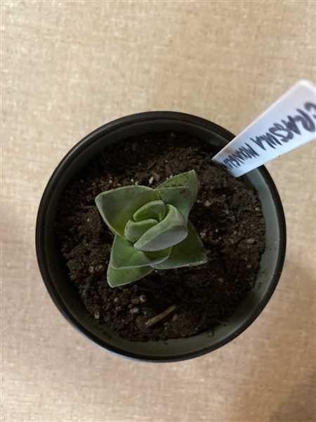 Crassula Moonglow Succulent for Sale | Succulent Care - Succulents Box