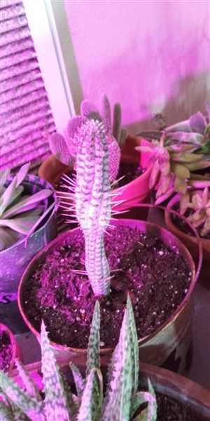 Variegated Corn Cob Cactus | Euphorbia mammillaris variegata ...