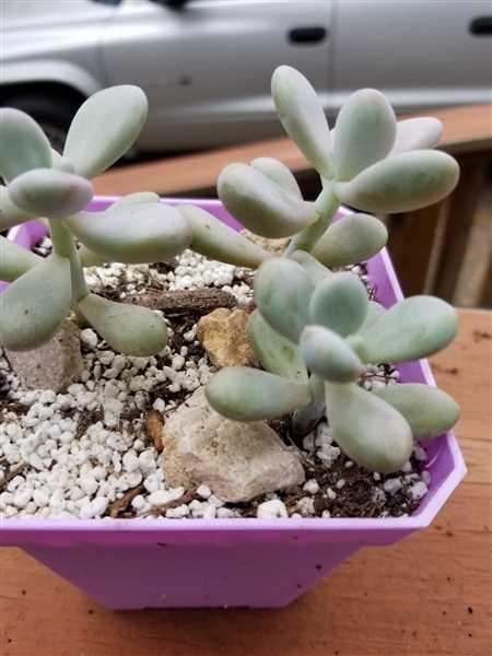 Lavender Pebbles Graptopetalum amethystinum | Care Guide - Succulents Box