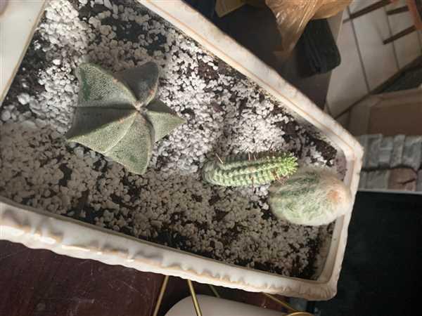 Bishop's Cap Cactus Astrophytum Myriostigma - Succulents Box