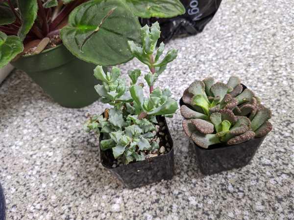 Pink Ice Plant Sandstone Vygie Succulent | Care Guide - Succulents Box
