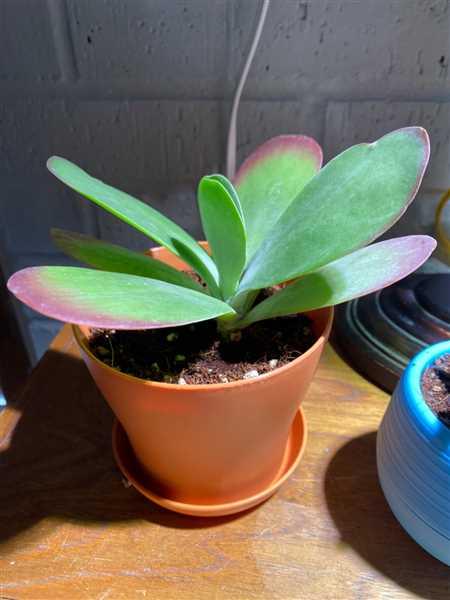 Kalanchoe Flapjacks Paddle Plant Thyrsiflora Succulent | Care Guide ...