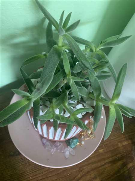 Crassula Mesembryanthemoides Tenelli Succulent Plant - Succulents Box