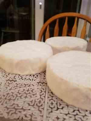 Geotrichum Candidum (GEO17) | Cheese Making Supply Co.