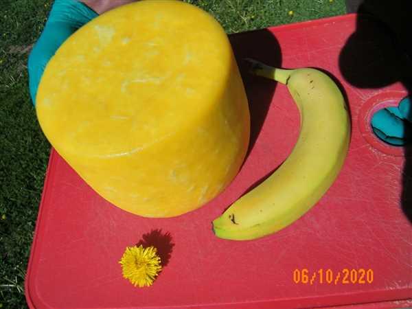 Medium Hard Cheese Mold | How to Make Cheese | Cheese Making