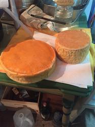 Alpine Washed Rind Recipe | How to Make Cheese| Cheese Making