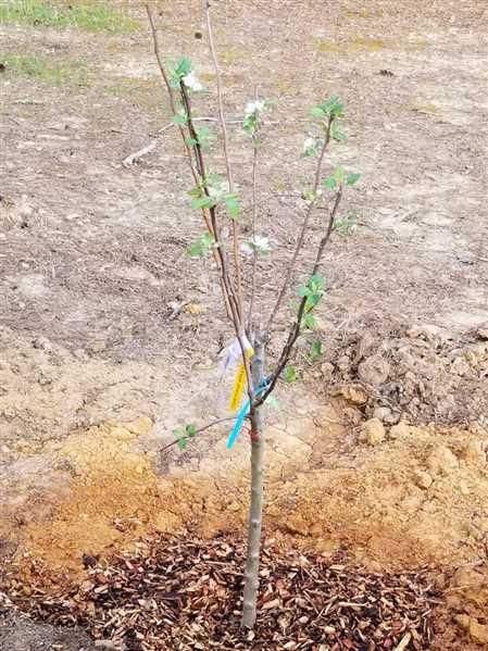 4-in-1 Apple Trees for Sale – FastGrowingTrees.com