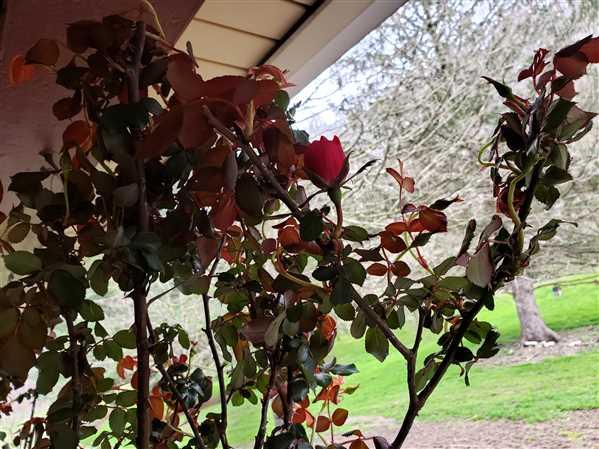Red Knock Out Rose Trees for Sale – FastGrowingTrees.com