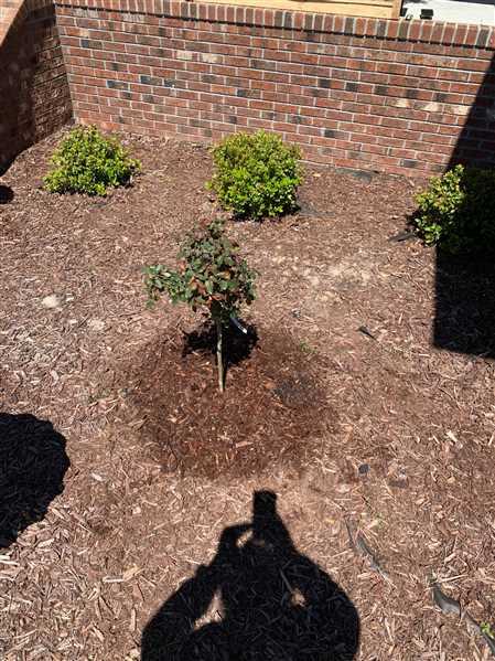 Red Knock Out Rose Trees for Sale – FastGrowingTrees.com