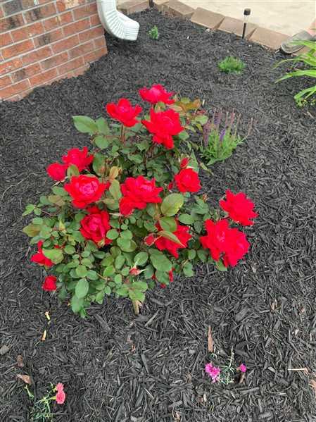 Red Knock Out Rose Trees for Sale – FastGrowingTrees.com