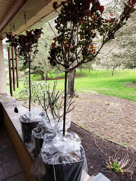 Red Knock Out Rose Trees for Sale – FastGrowingTrees.com