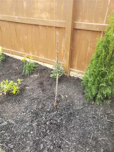 Red Columnar Apple Trees for Sale – FastGrowingTrees.com