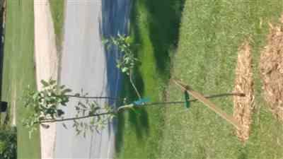 Dwarf McIntosh Apple Trees for Sale – FastGrowingTrees.com