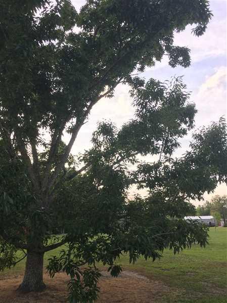 Sawtooth Oak Trees for Sale – FastGrowingTrees.com