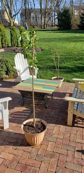 Black Tartarian Cherry Trees for Sale – FastGrowingTrees.com