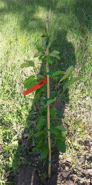 Dwarf Bing Cherry Trees for Sale – FastGrowingTrees.com