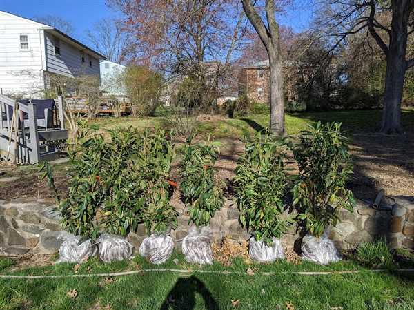 Skip Laurels for Sale – FastGrowingTrees.com