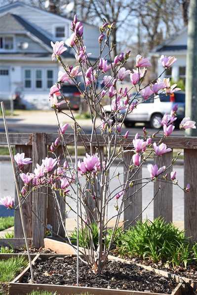 Jane Magnolia Trees for Sale – FastGrowingTrees.com