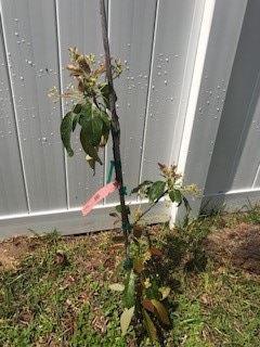 Cold Hardy Avocado Trees for Sale – FastGrowingTrees.com