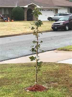 American Red Maple Trees for Sale – FastGrowingTrees.com