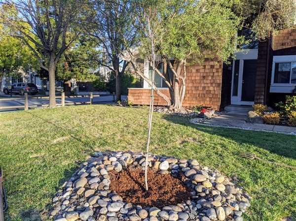 American Red Maple Trees for Sale – FastGrowingTrees.com